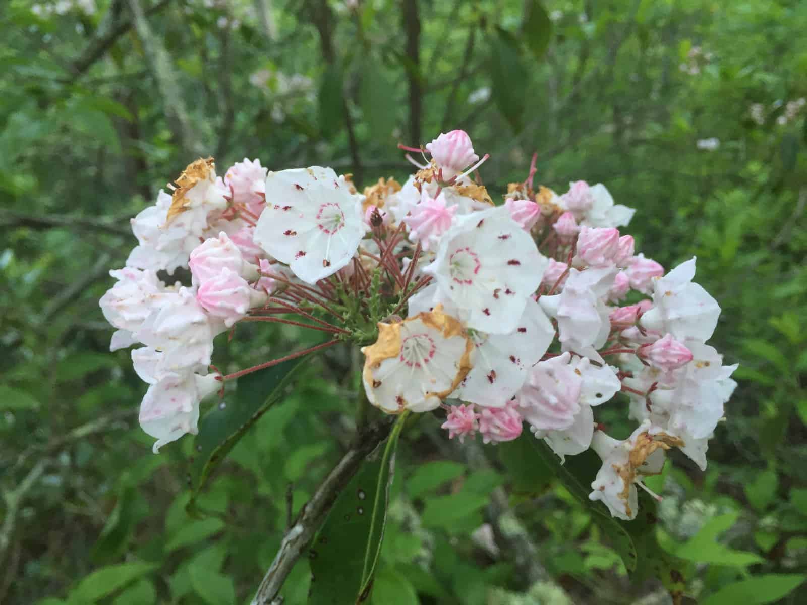 The truth about Ridge Haven Homestead. A Reason for Hope – Ridge Haven ...