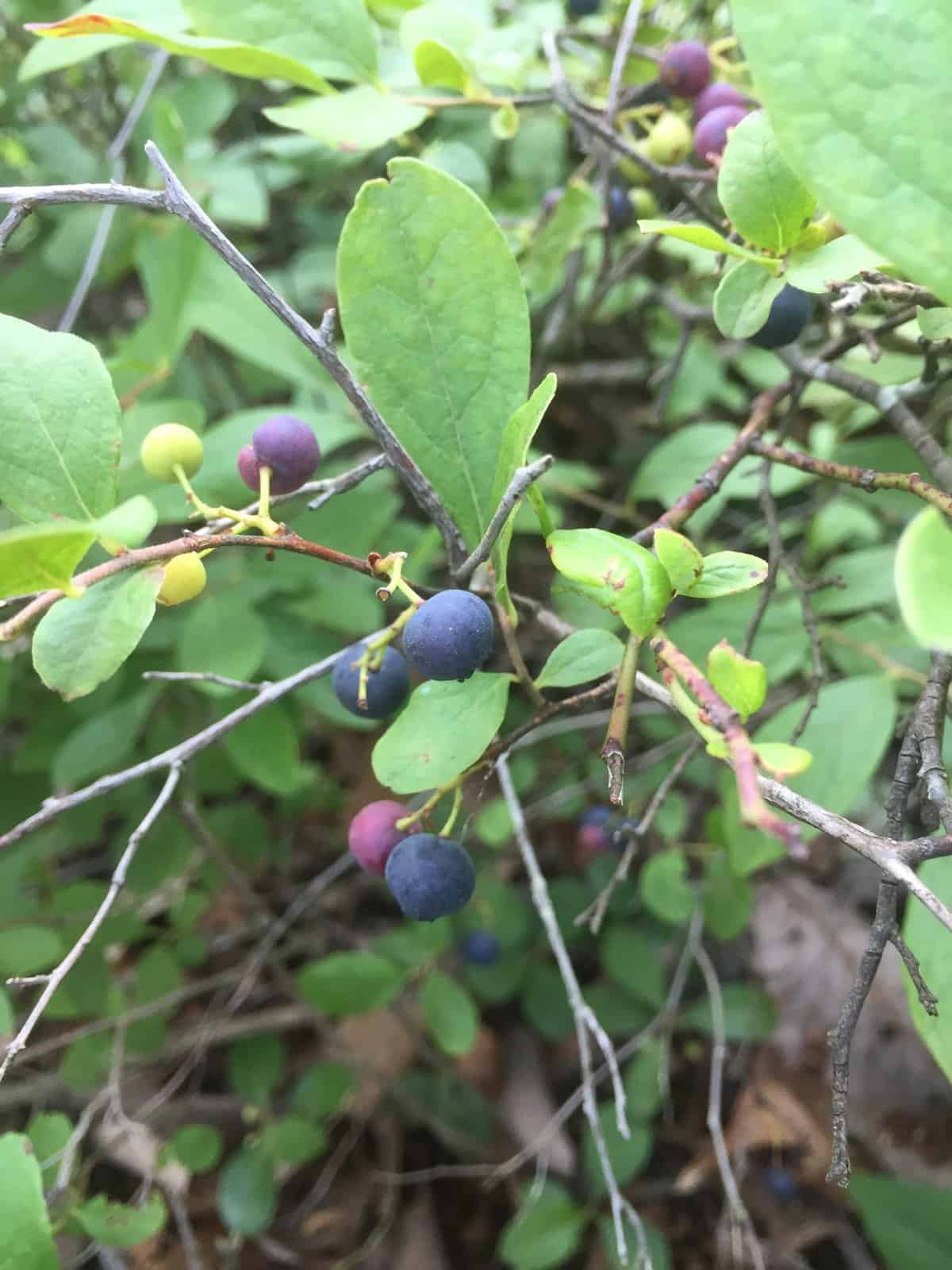 Foraging Huckleberries & Wild Blueberries - Ridge Haven Homestead
