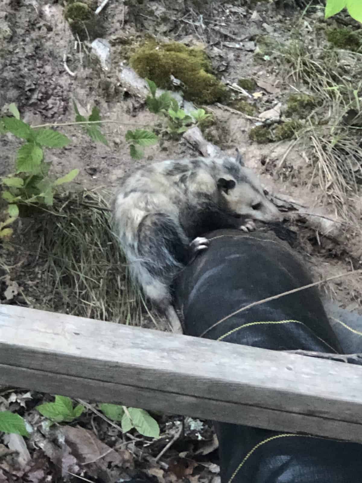 About that Possum - Ridge Haven Homestead