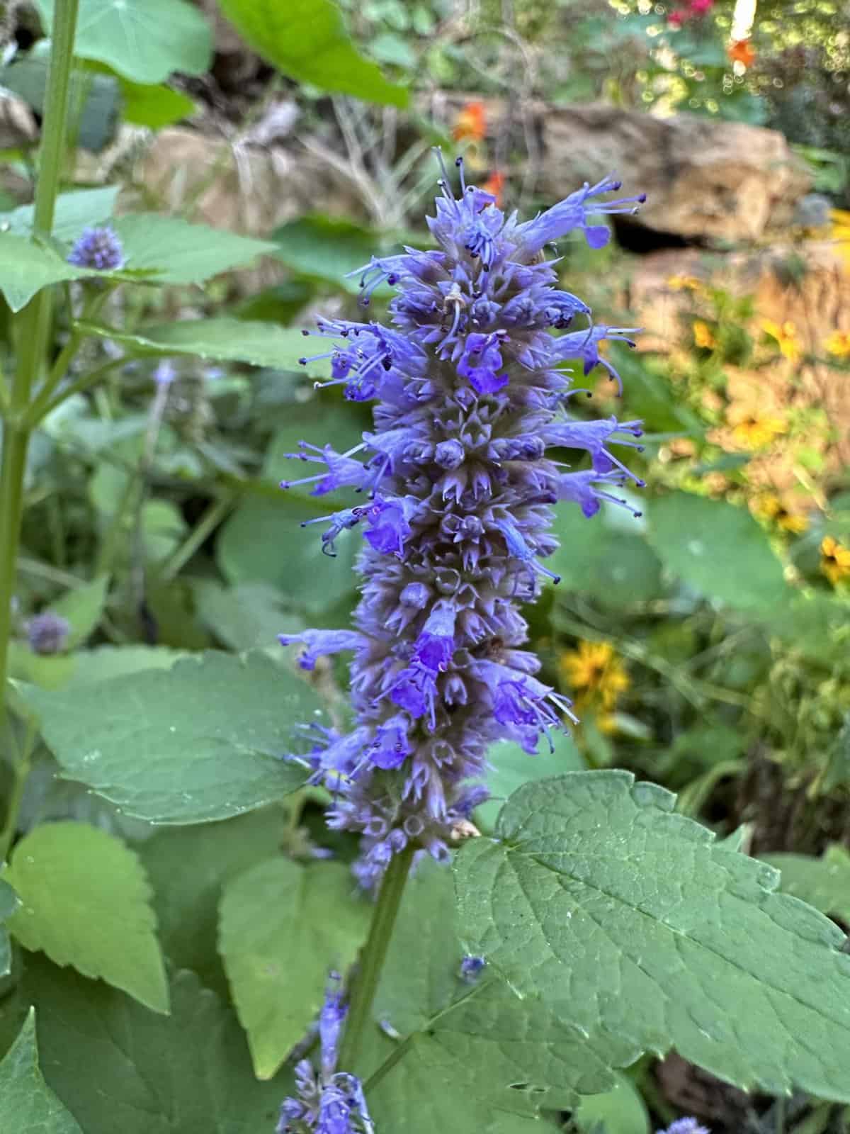 Anise Hyssop Leaves for Refreshing Herbal Iced Tea – Ridge Haven Homestead