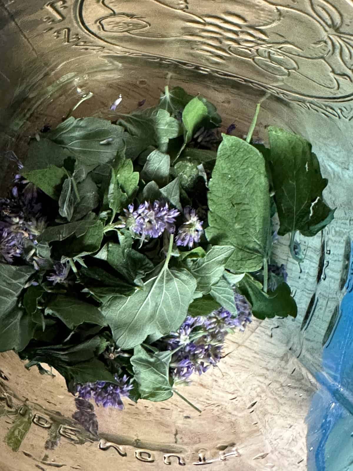 Anise Hyssop Leaves for Refreshing Herbal Iced Tea – Ridge Haven Homestead