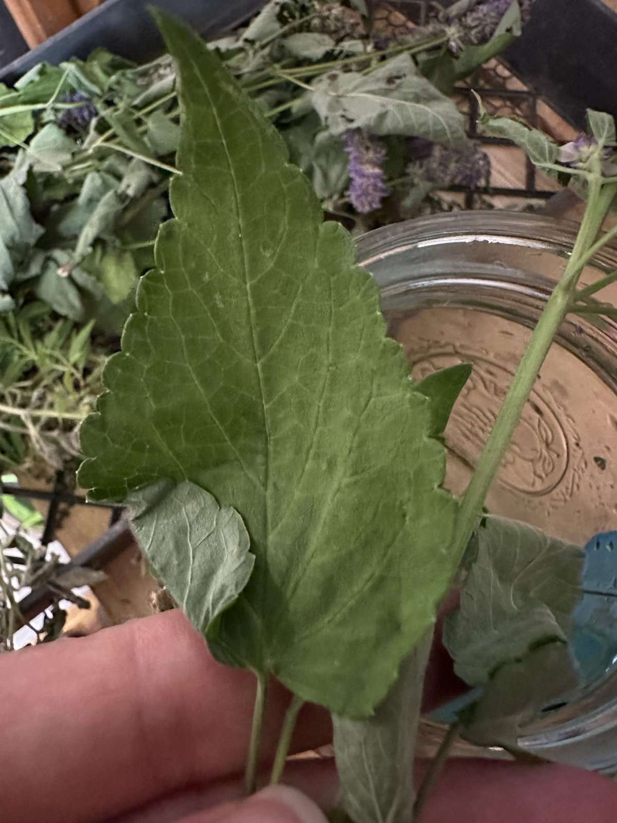 Anise Hyssop Leaves for Refreshing Herbal Iced Tea – Ridge Haven Homestead