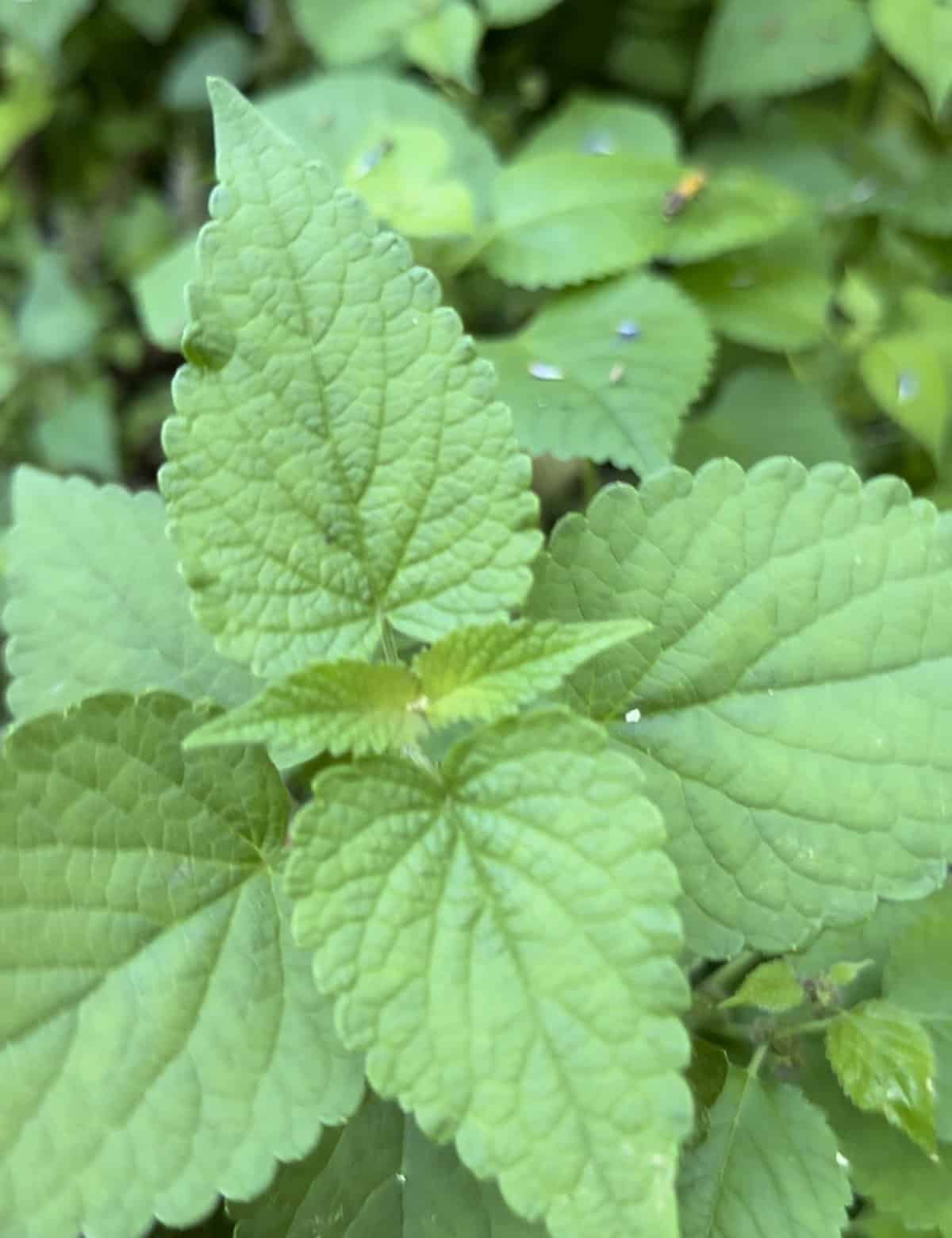 Anise Hyssop Leaves for Refreshing Herbal Iced Tea – Ridge Haven Homestead