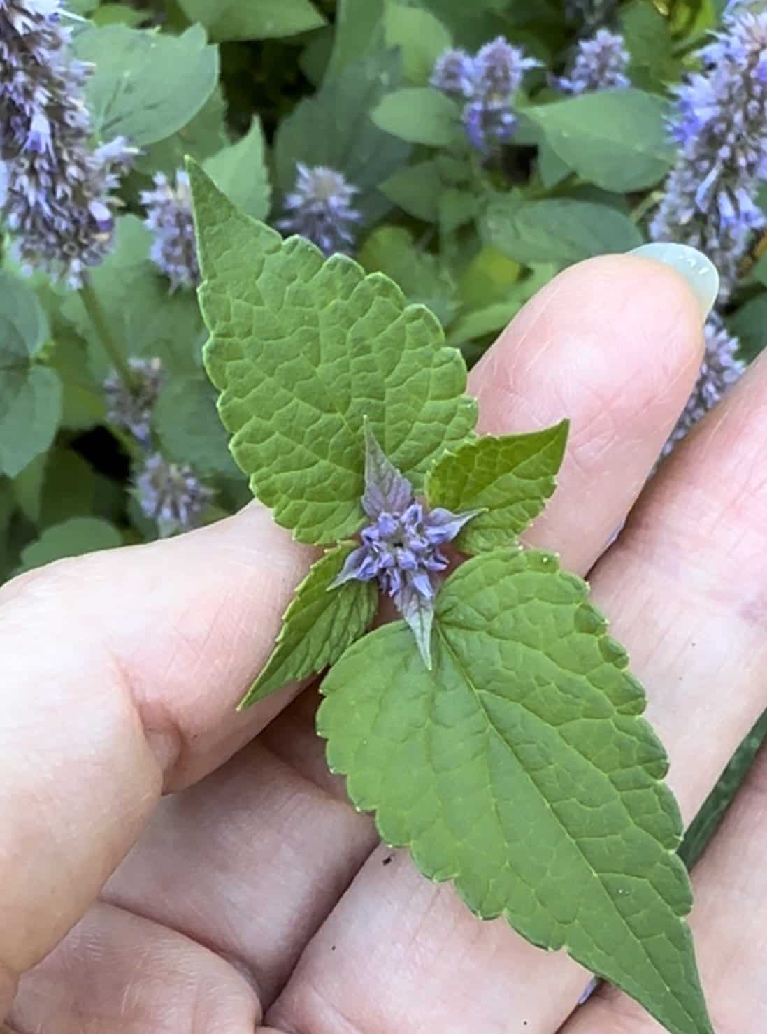 Anise Hyssop Leaves for Refreshing Herbal Iced Tea – Ridge Haven Homestead