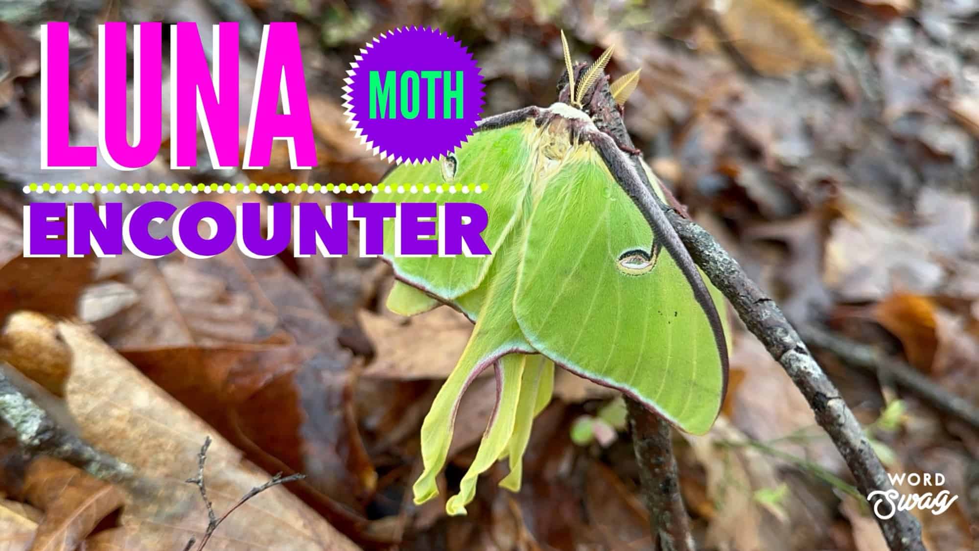 Luna Moth Encounter - Ridge Haven Homestead