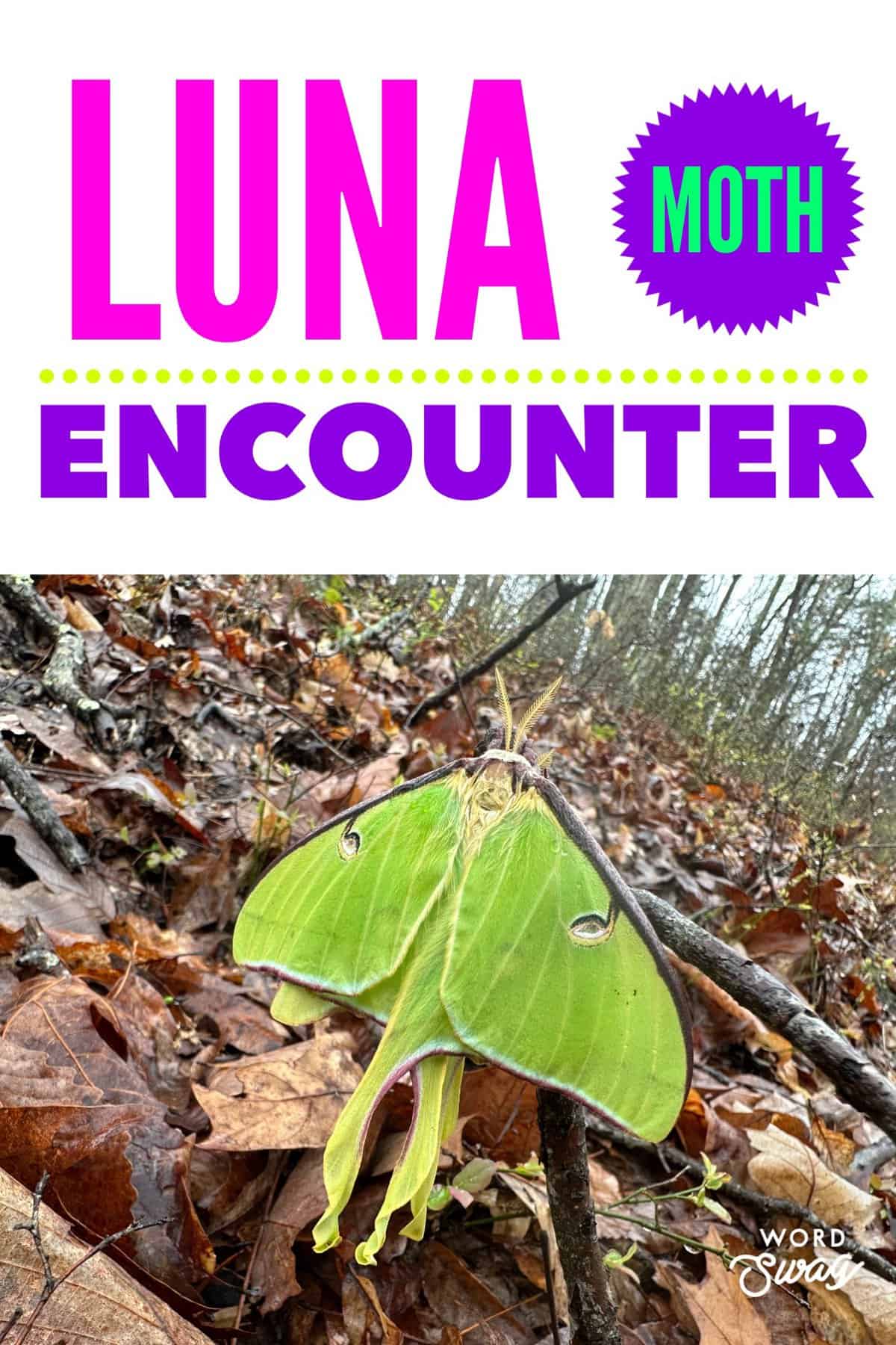 Luna Moth Encounter - Ridge Haven Homestead